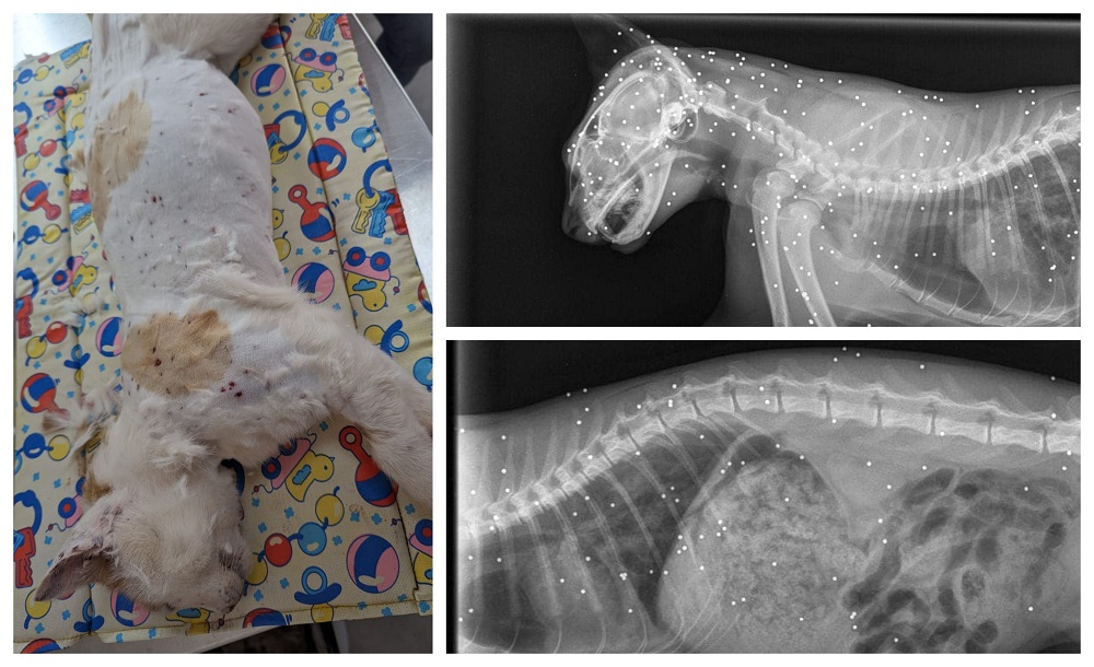 Cat found riddled with pellets after getting shot in Rabat - TVMnews.mt