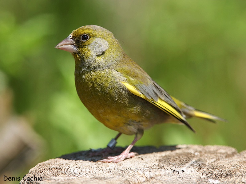 Għada jiftaħ l-istaġun tal-insib, bi skop ta' riċerka, għal 7 speċi ta ...