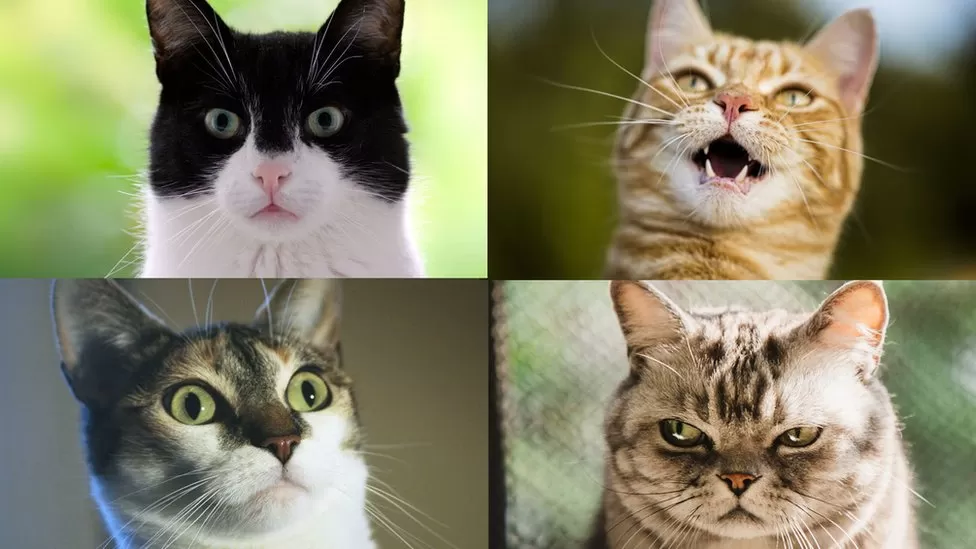 Cats have 300 different facial expressions - TVMnews.mt
