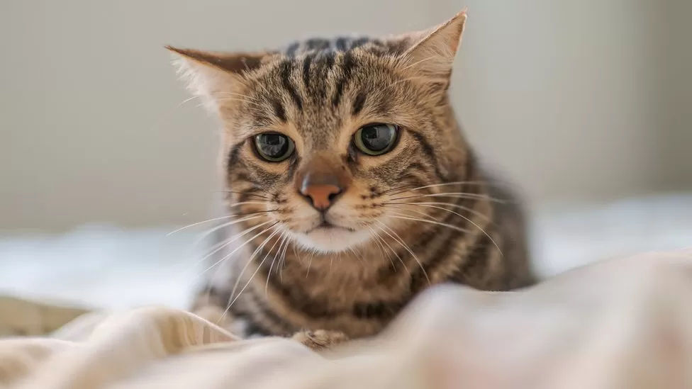 Cats have 300 different facial expressions - TVMnews.mt