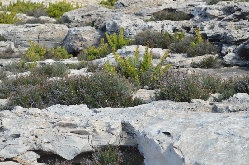 New endemic plant species discovered in Malta - TVMnews.mt