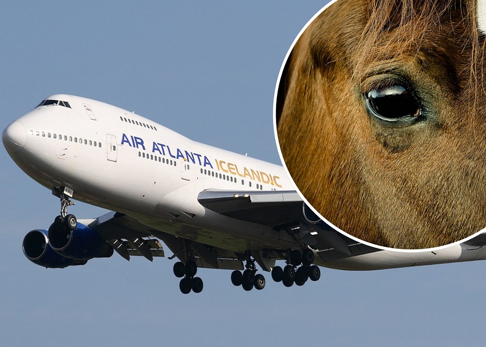 US: plane forced to turn back after horse escaped in cargo hold ...