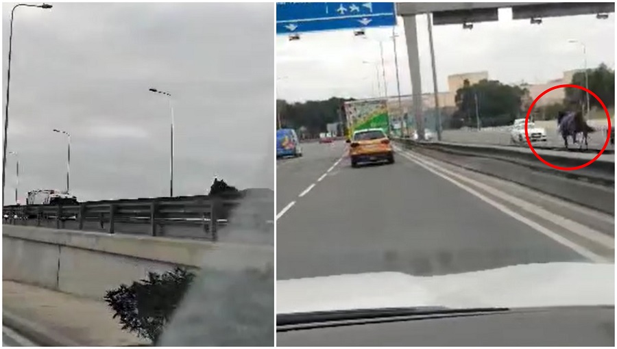 Watch: Bolting horse gallops around vehicles at Marsa - TVMnews.mt