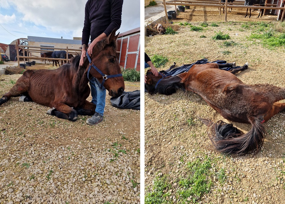 Żiemel imut wara li spiċċa jiekol ħġieġ u injam għax tħalla bil-ġuħ ...