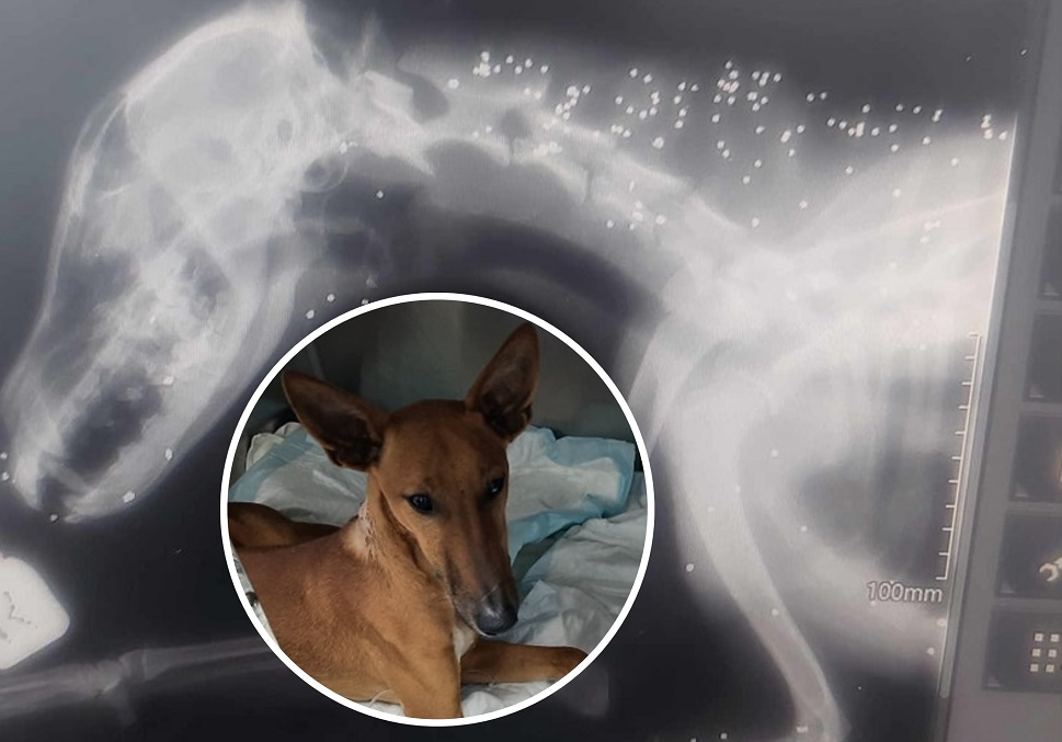 "Ħsibna li l-kelb tajritu karozza, l-X-ray wera li kien mimli ċomb ...