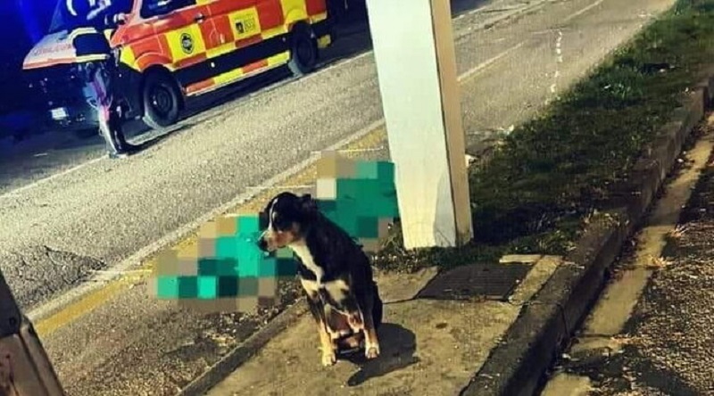 Fl-Italja: kelb jibqa' ħdejn sidu li miet imtajjar minn ambulanza ...