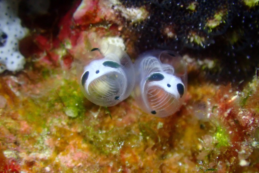 Watch: New species in Japan dubbed 'panda sea squirt' - TVMnews.mt