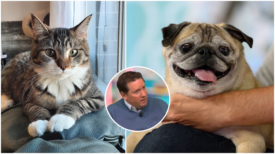Ara: Kif tinduna bl-aktar mard komuni f'pets anzjani - TVMnews.mt