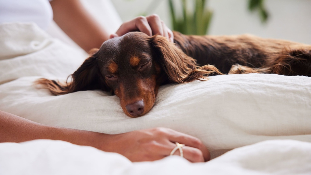 Research shows that dogs can be beneficial to mental health - TVMnews.mt