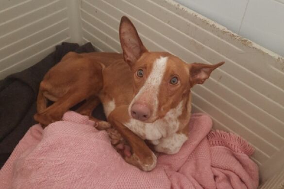 Kelb tal-fenek għadma u ġilda u b'sieq miksura abbandunat fit-triq ...