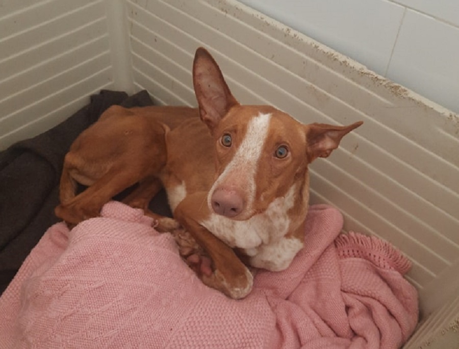WATCH: Abandoned Pharaoh Hound with broken leg is now fully recovered ...