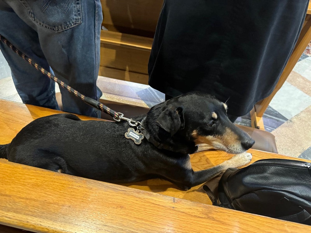 Watch: Dog cries during owner's funeral at Naxxar church - TVMnews.mt