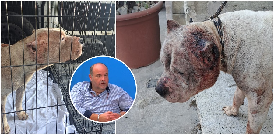 Watch: "Owner did not live with dogs - police investigating case ...