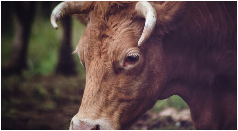 Farmer dies after he was attacked by a bull in Gudja - TVMnews.mt