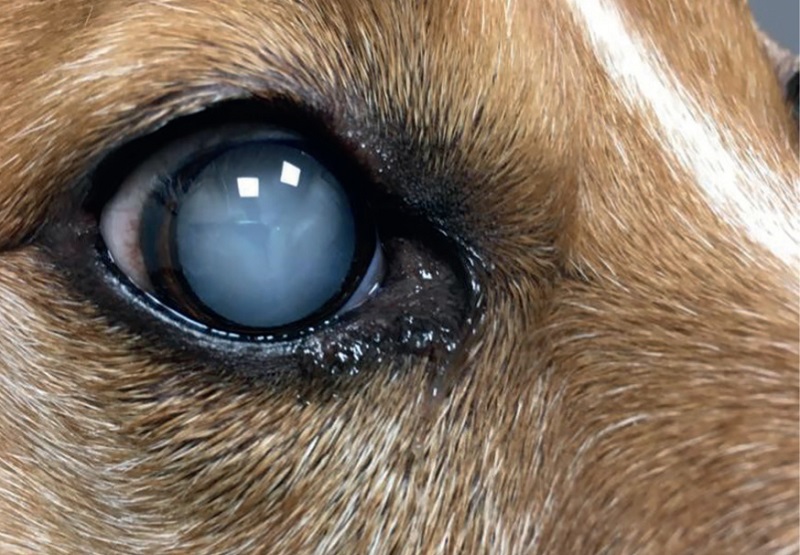 €2,000 multa wara li nstabet ħatja li abbandunat kelb kważi għami ...