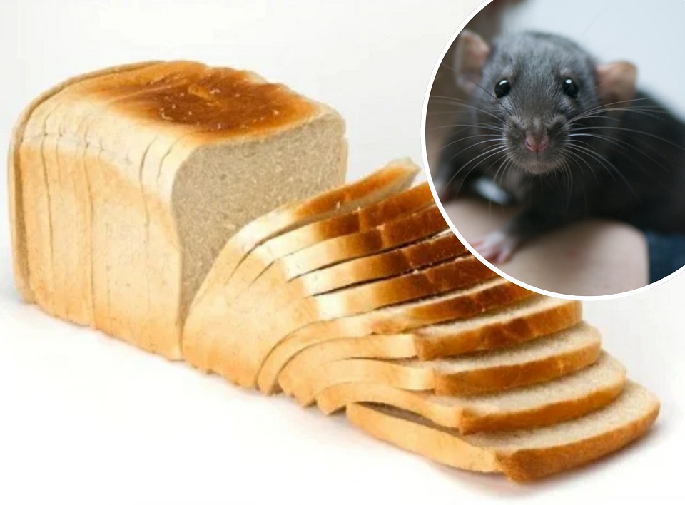 Japan: Manufacturer in hot water as rat is found in its sliced bread ...