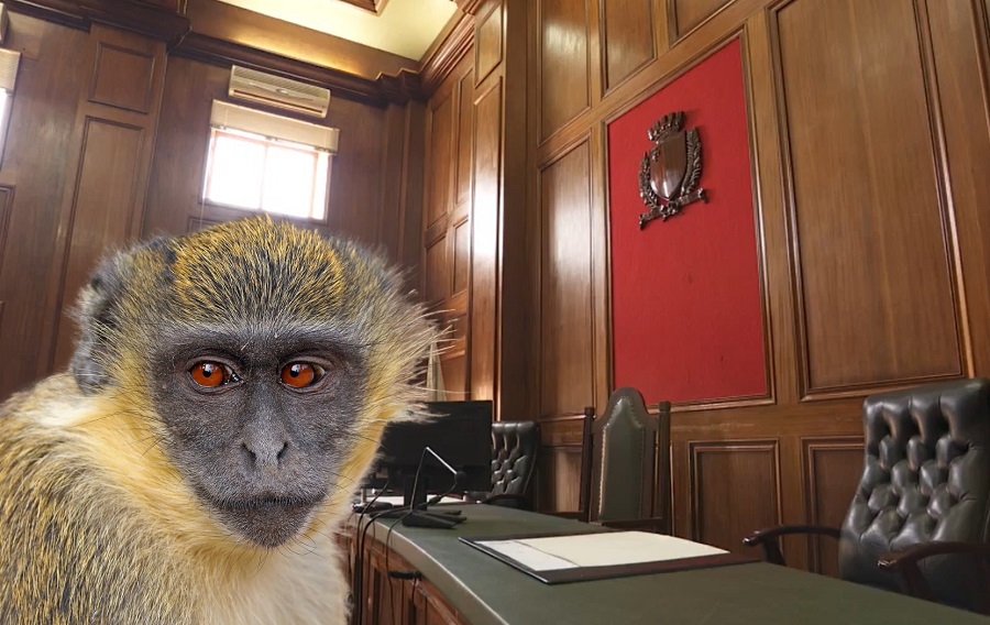 Monkey owner acquitted of keeping dangerous animals in Rabat - TVMnews.mt