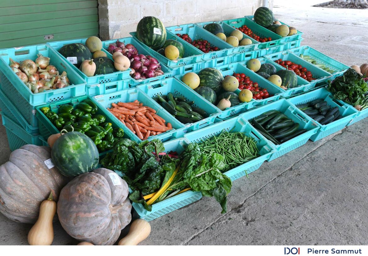 Free transport for Gozitan farmers to deliver crops and fruit to Ta ...
