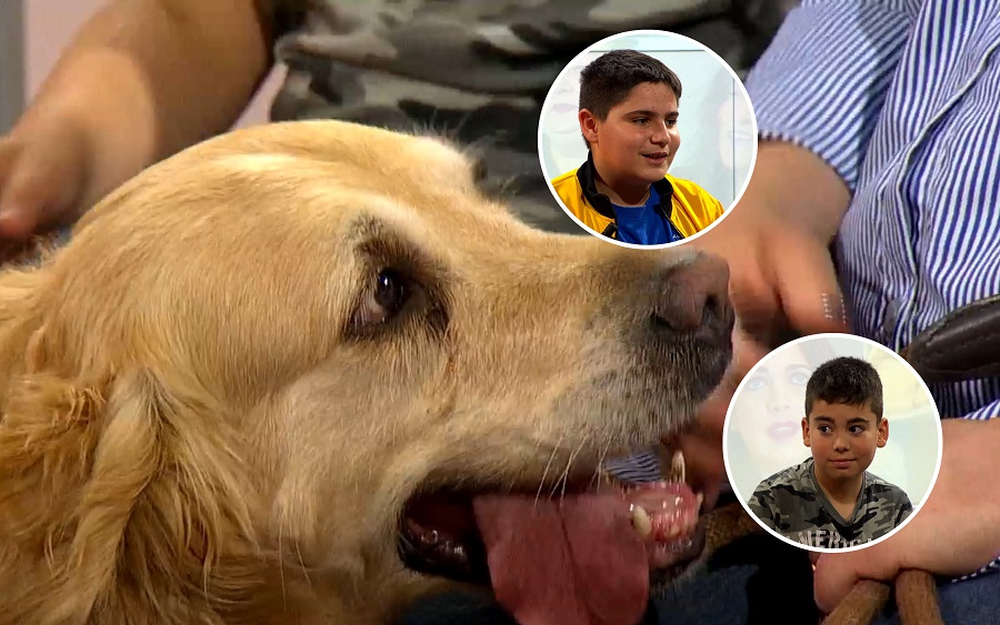 WATCH: These dogs calm down children who suffer from anxiety - TVMnews.mt