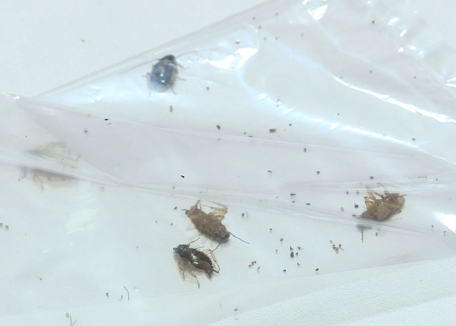 Three new species of cockroaches in Malta - TVMnews.mt