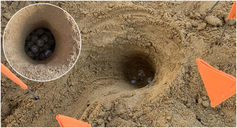 Fourth turtle nesting site of the season discovered at Għajn Tuffieħa ...