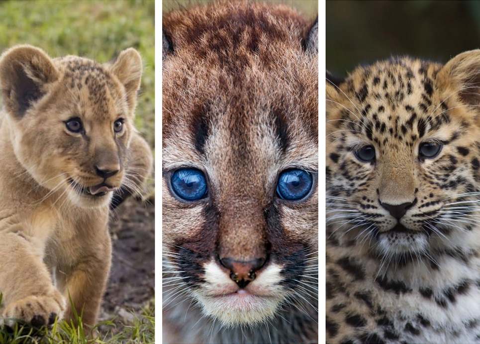 Fine of €20,000 confirmed for not registering birth of three lions, six ...