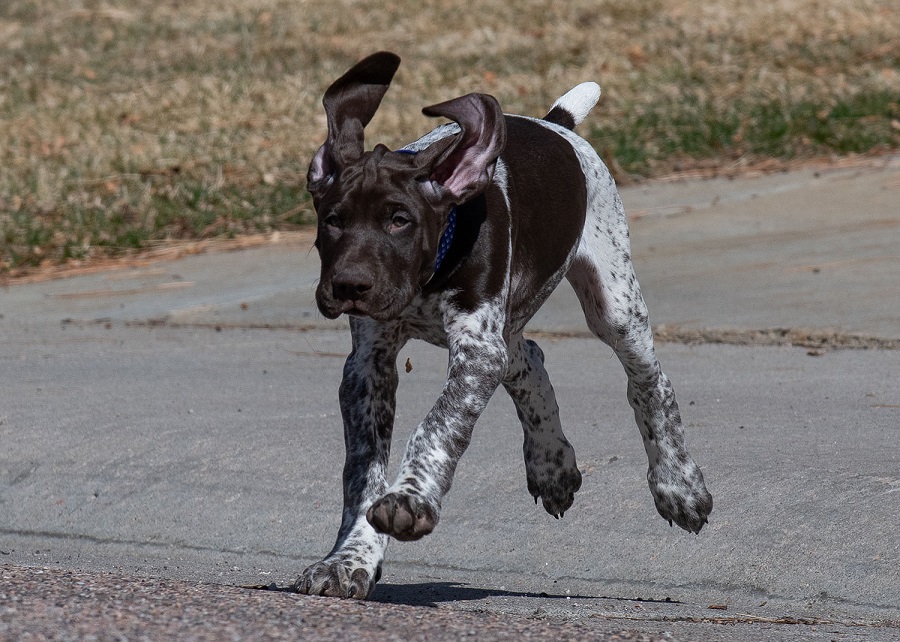 Woman fined €100 after her dog escapes and bites third party - TVMnews.mt