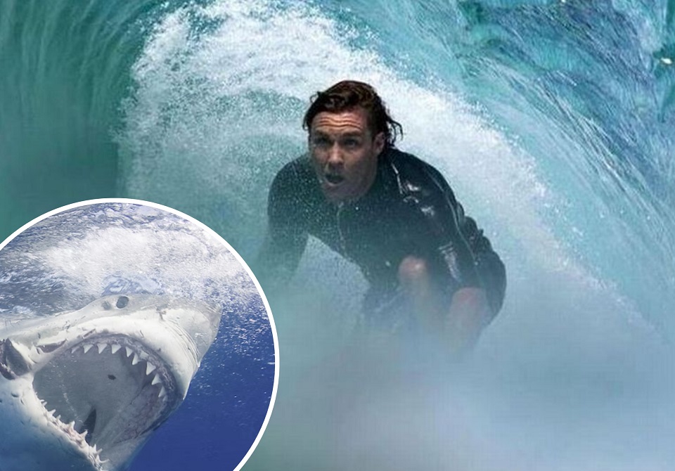 Fl-Awstralja: sieq maqtugħa minn kelb il-baħar titfaċċa f'bajja ...