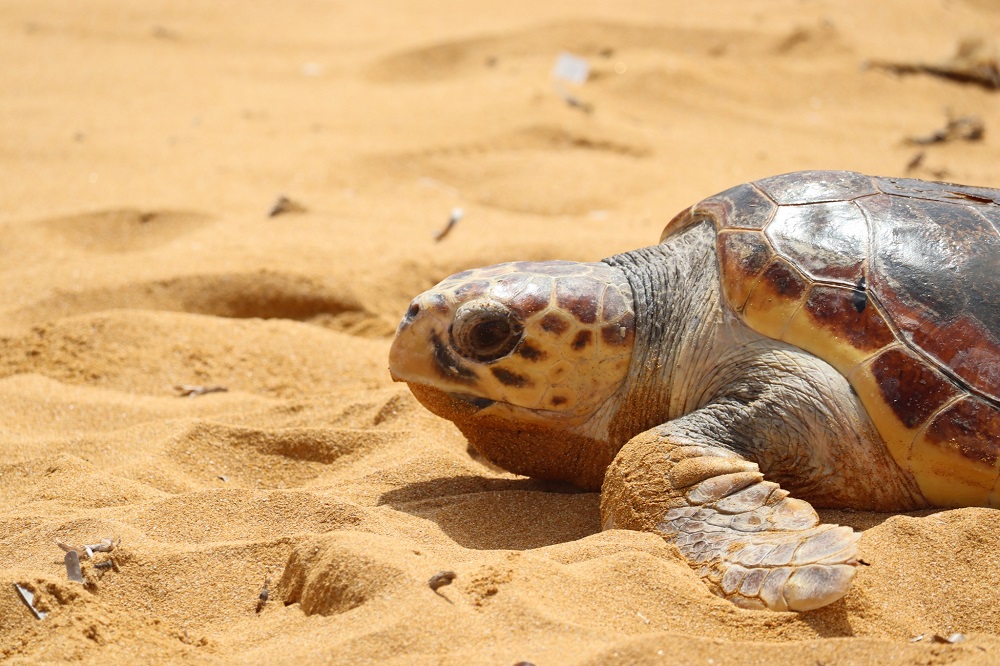 Record number of sea turtle nest on Maltese beaches - TVMnews.mt