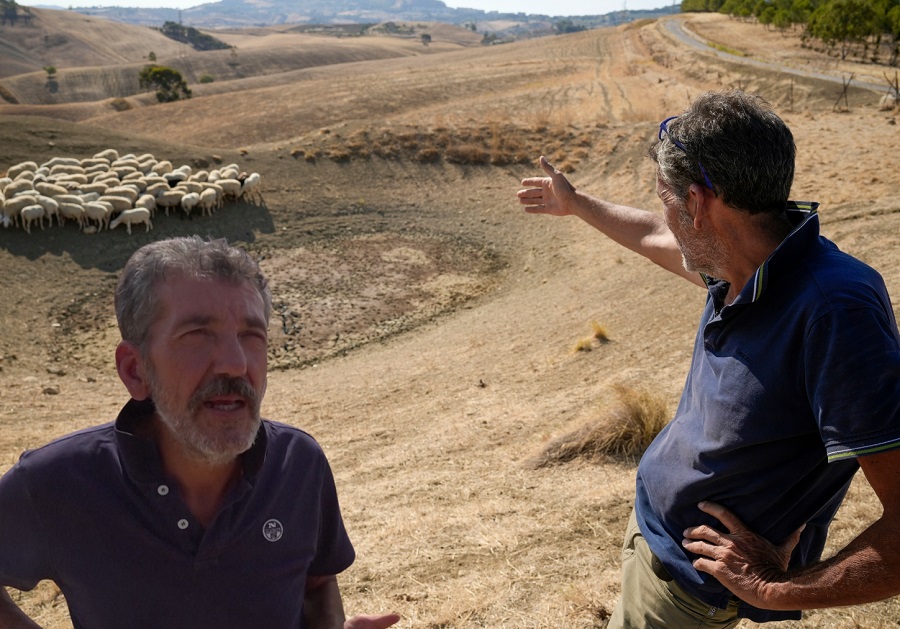 Sicilian goat at risk of extinction due to drought - TVMnews.mt