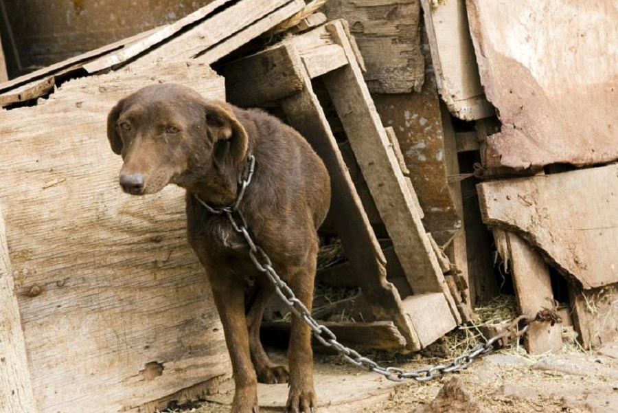 €2,000 multa talli ħalla ġeru marbut f'għalqa - TVMnews.mt
