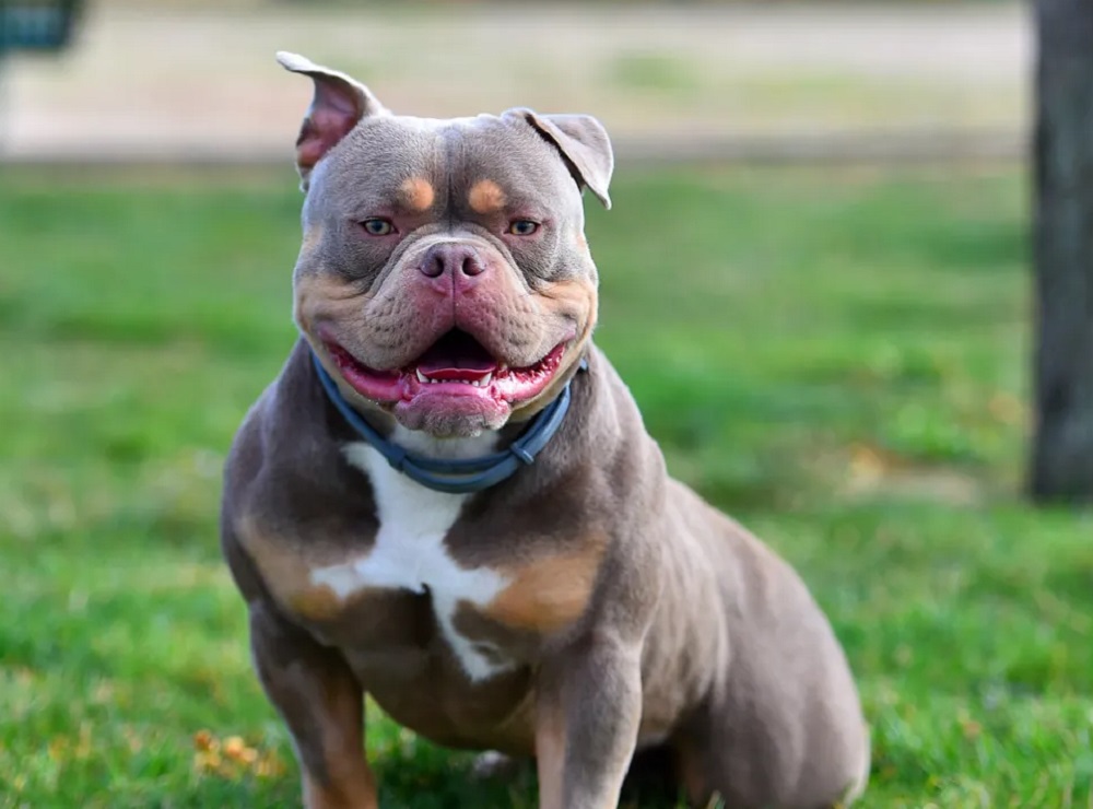 New regulations to ban breeding of Mixed Bully Breed dogs - TVMnews.mt