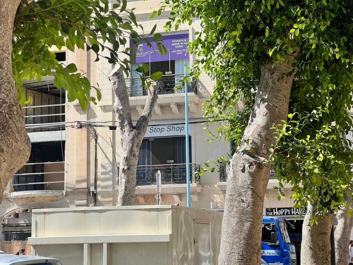 Mosta square ficus trees refoliating after they were poisoned - TVMnews.mt