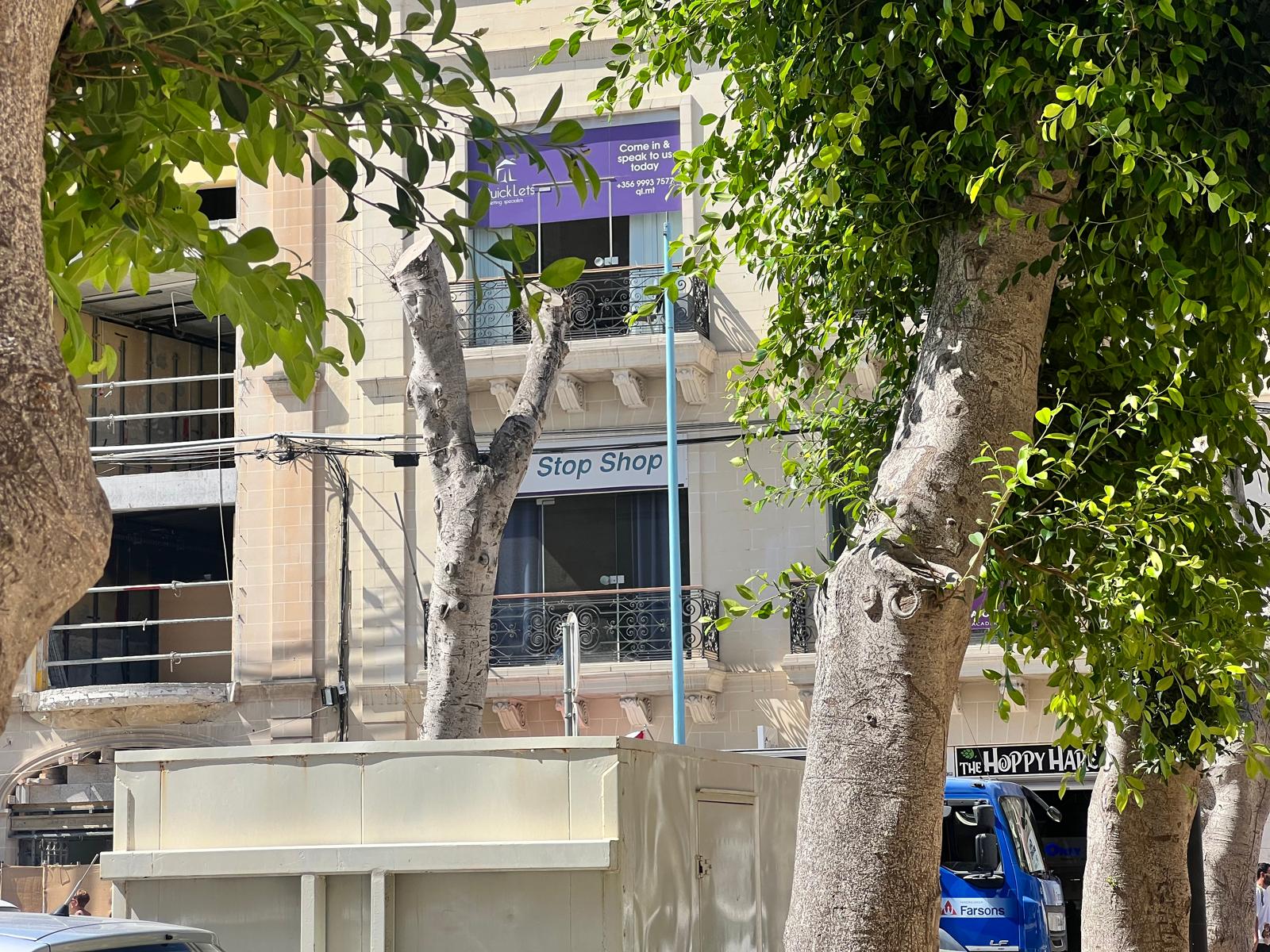 Mosta square ficus trees refoliating after they were poisoned - TVMnews.mt