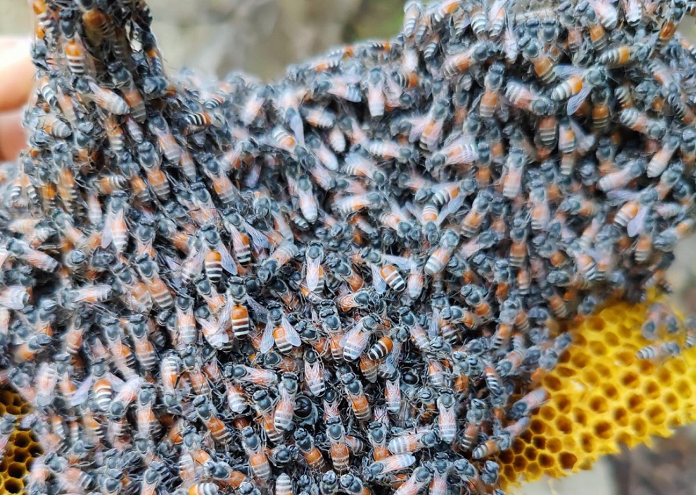 Bee of Asian origin found for the first time in Malta - TVMnews.mt