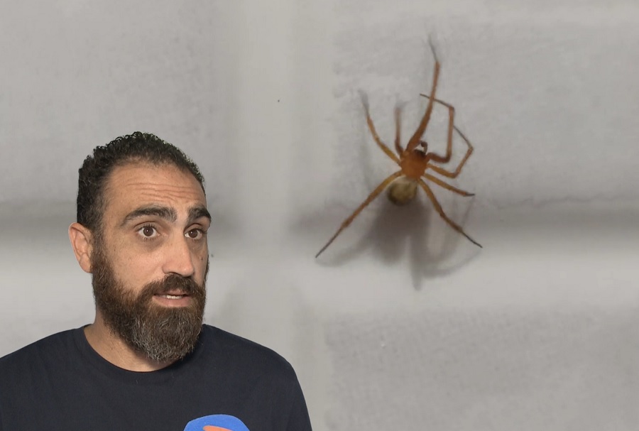 Few cases of Mediterranean Recluse Spider in Malta: "no cause for alarm ...