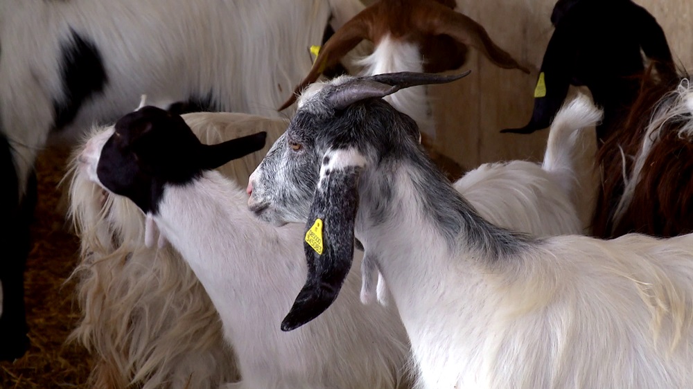 "The Maltese goat should be recognised as a traditional, indigenous ...