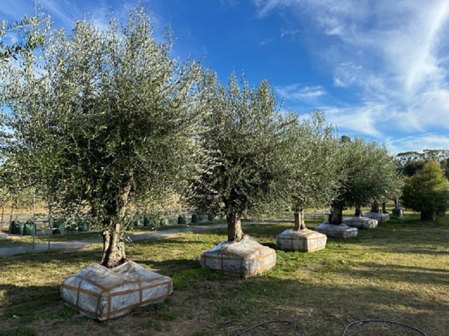 Local market registers increase in demand for mature olive trees ...