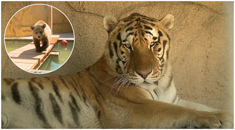 Animal Welfare Commissioner says new regulations will safeguard animals ...