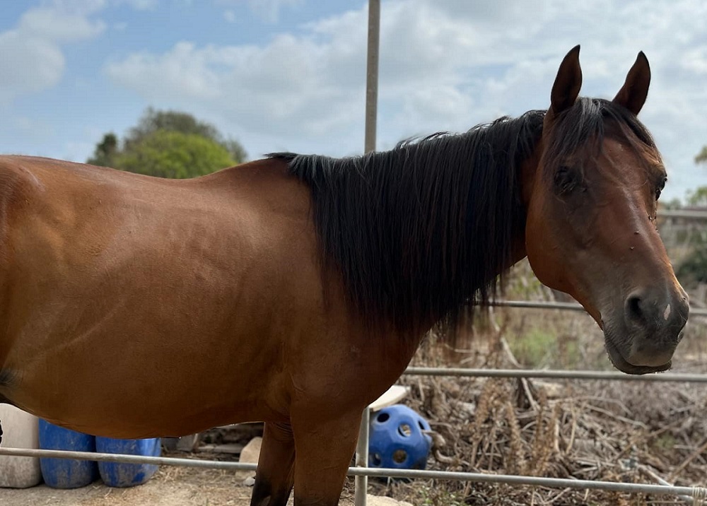 NGO which cares for abandoned horses has run out of space - appeals for ...