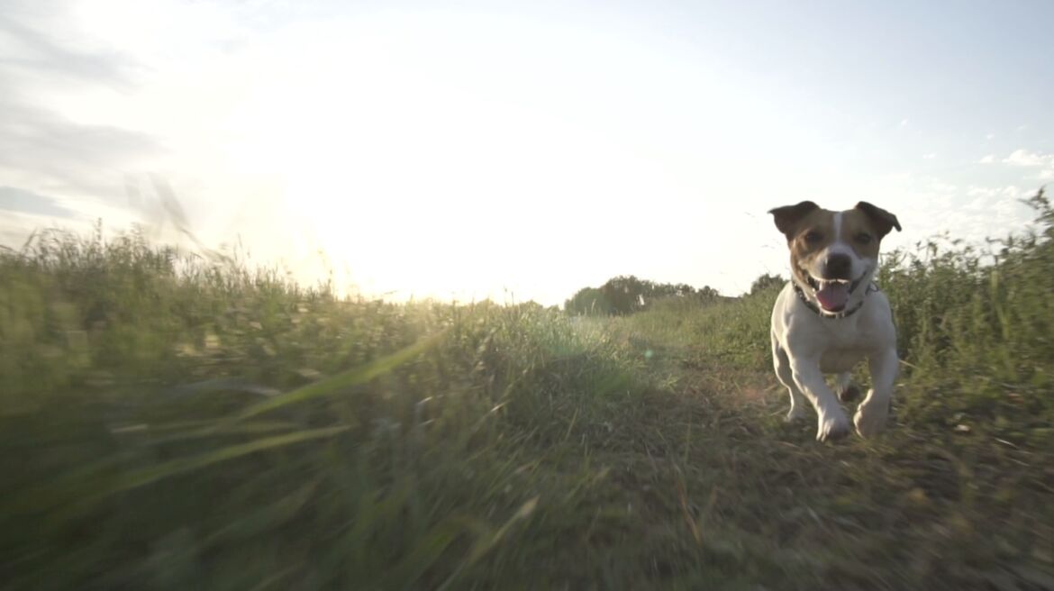 "Terġax iddaħħal il-kelb għax nispara għalih u nibqa' għaddej bikom ...