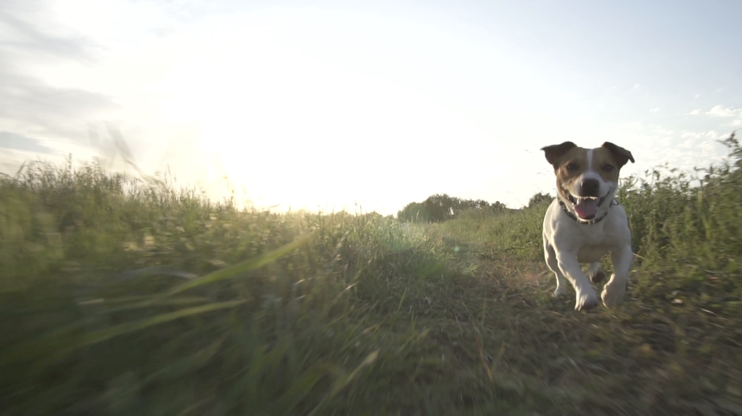 "Terġax iddaħħal il-kelb għax nispara għalih u nibqa' għaddej bikom ...