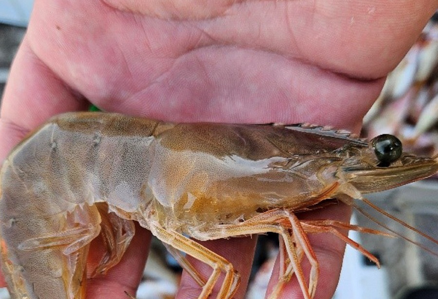 Alien shrimp originating from U.S. waters spotted for the first time in ...