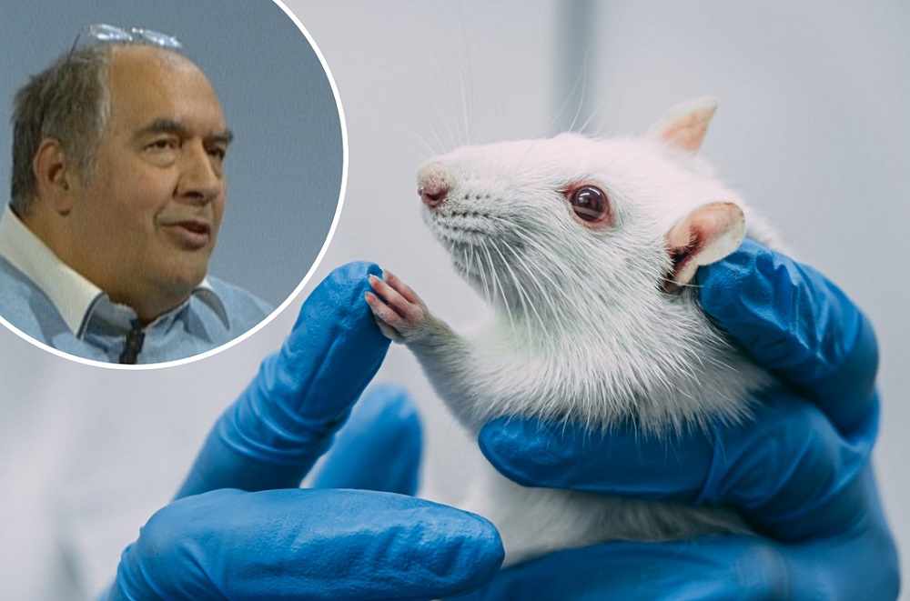 Maltese researchers cure two rats diagnosed with cancer - TVMnews.mt