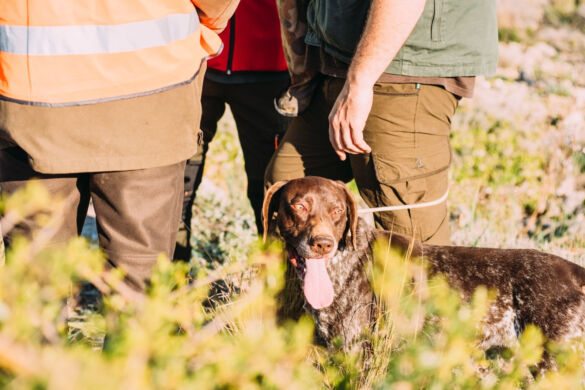 "Il-kaċċa fir-rebbiegħa mhix sostenibbli" - BirdLife Malta - TVMnews.mt