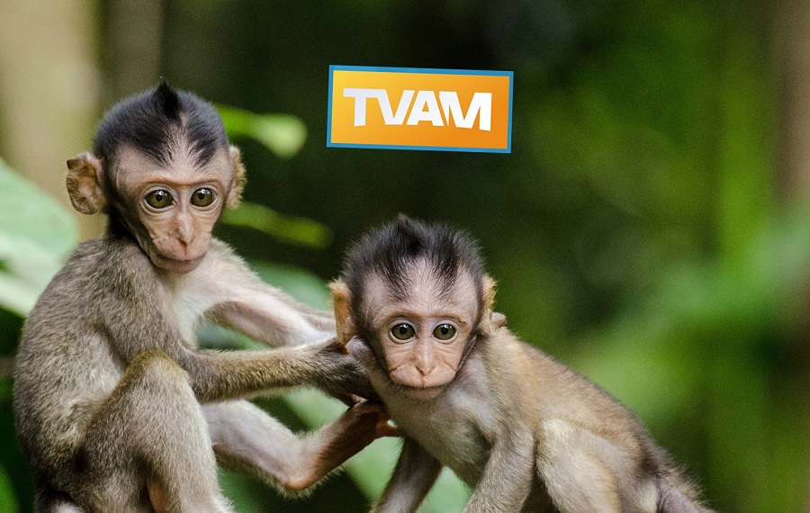 Watch: All pet monkeys in Malta have been imported illegally - TVMnews.mt