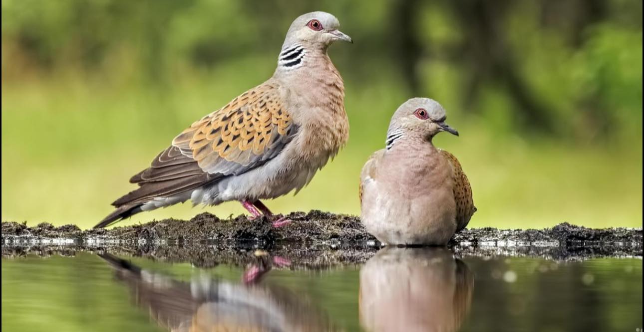 Il-Qorti tiċħad mandat t'inibizzjoni mill-BirdLife dwar il-kaċċa fir ...