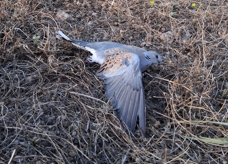 Il-BirdLife tgħid li l-kwota ta' 1,500 gamiema ntlaħqet qabel bdiet il ...