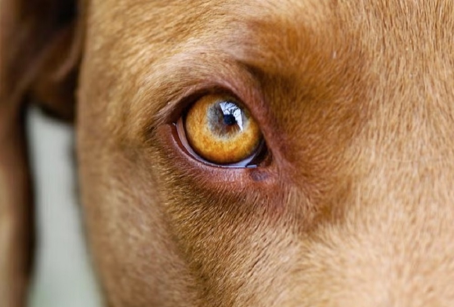 Ma tinstabx ħatja ta' moħqrija ta' kelb - ma ġiex ippruvat li rqiq għax ...