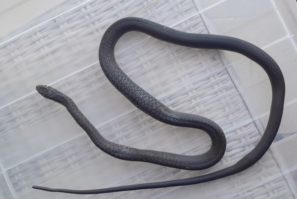 Xlendi: Group of people throw snake into sea and then beat it to death ...